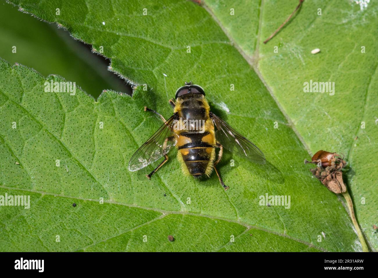A hover fly (Eristalis sp) basking in the sunshine. Taken in Barnes ...