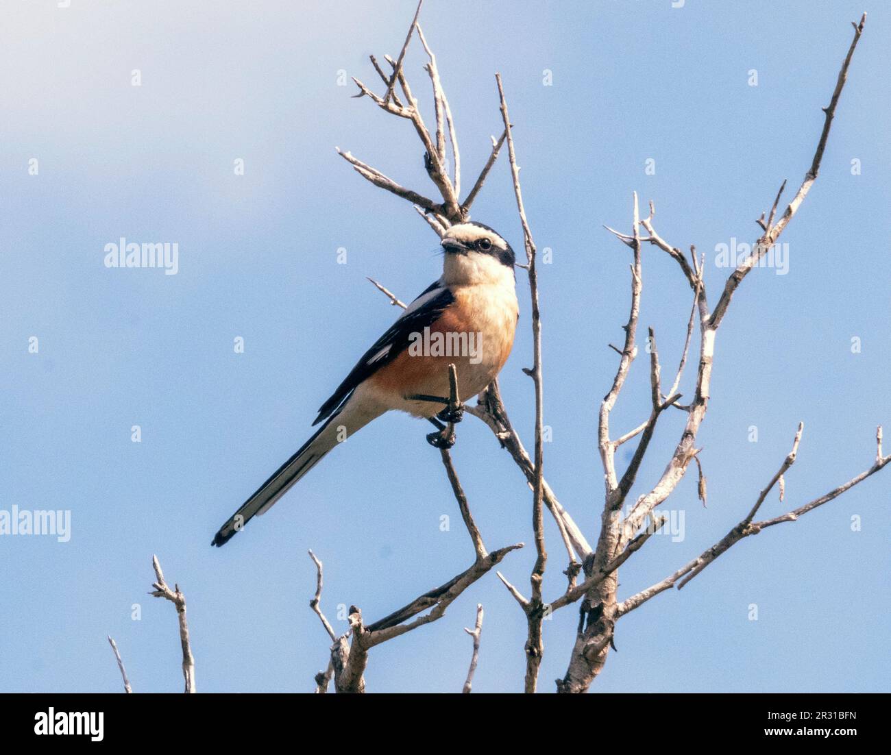 Male Masked Shrike (Lanius nubicus) perched in a tree, Akamas, Cyprus ...