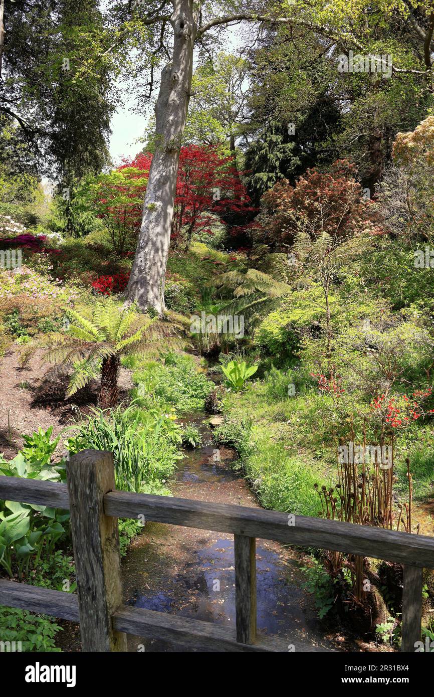Gentle stream in Exbury gardens with spring flowers and Acer tree Stock ...