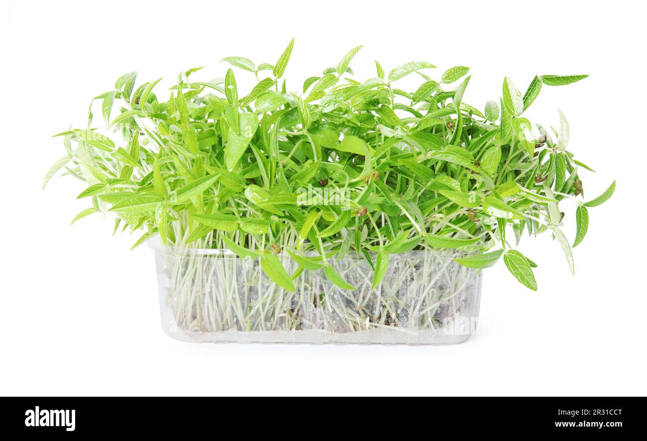 Mung bean sprouts in plastic container on white background Stock Photo ...