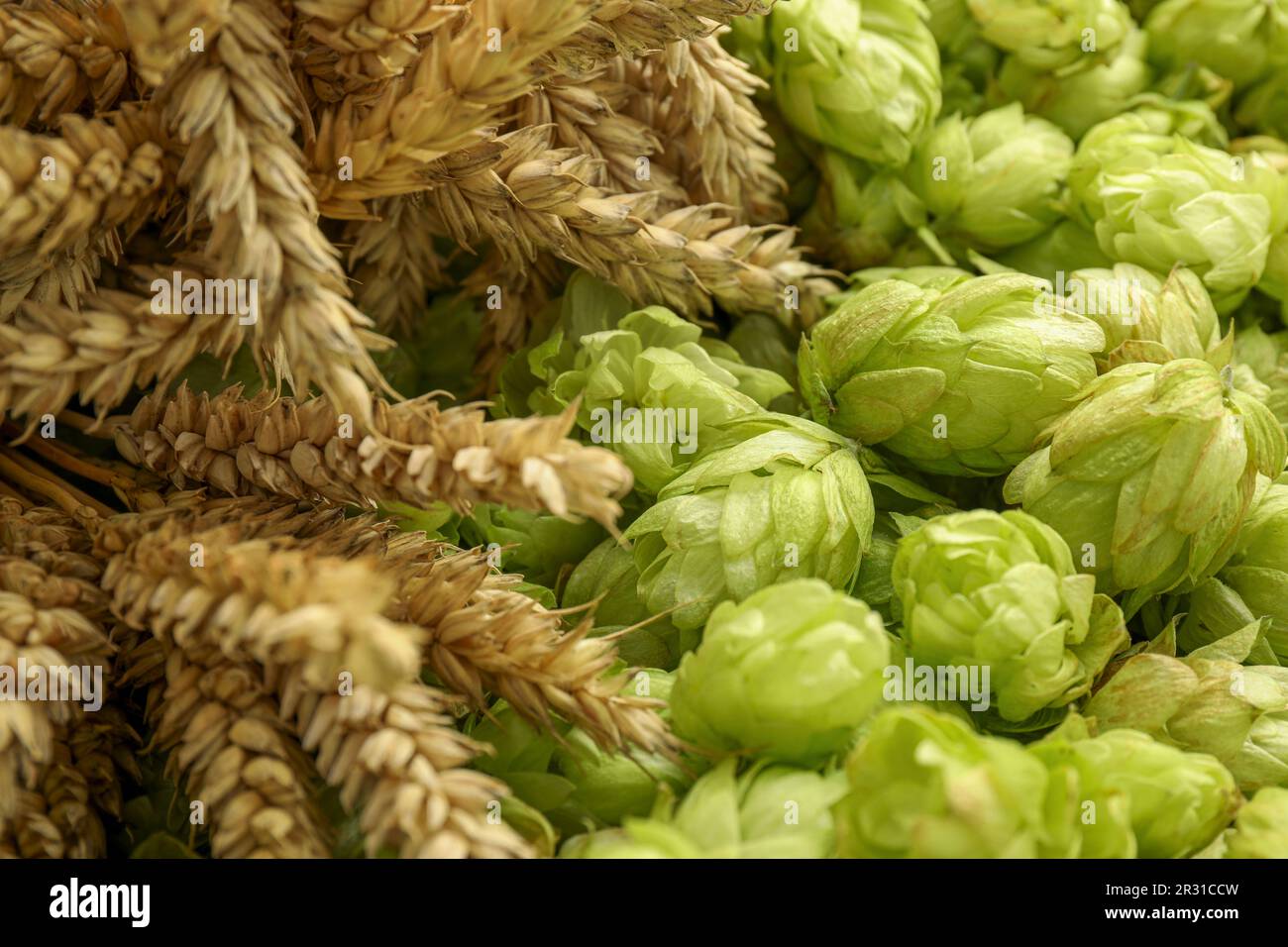 Hop spikes hi-res stock photography and images - Alamy