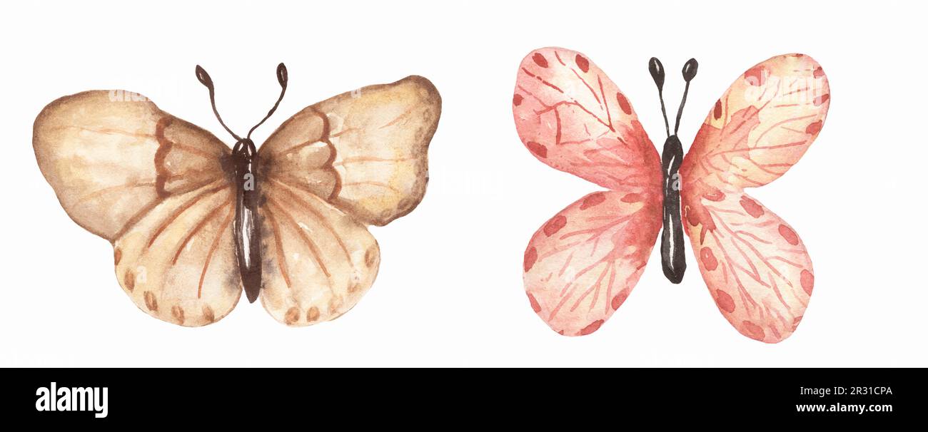 Watercolor butterfly illustration set, insect clipart, moth Stock Photo ...