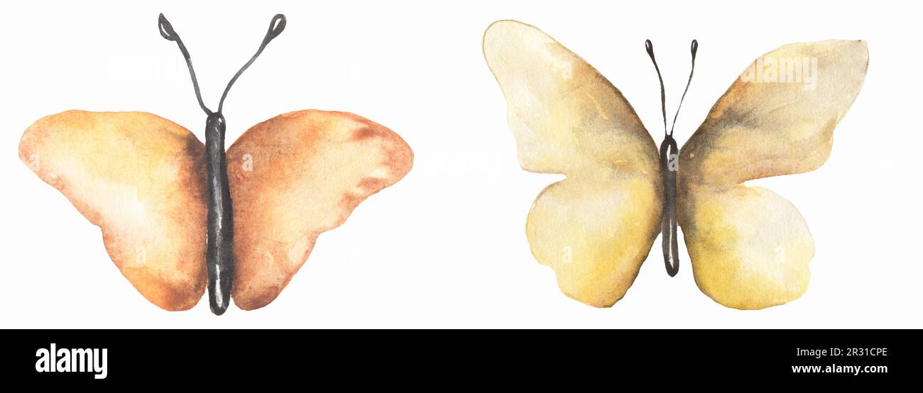 Watercolor butterfly illustration set, insect clipart, moth Stock Photo ...