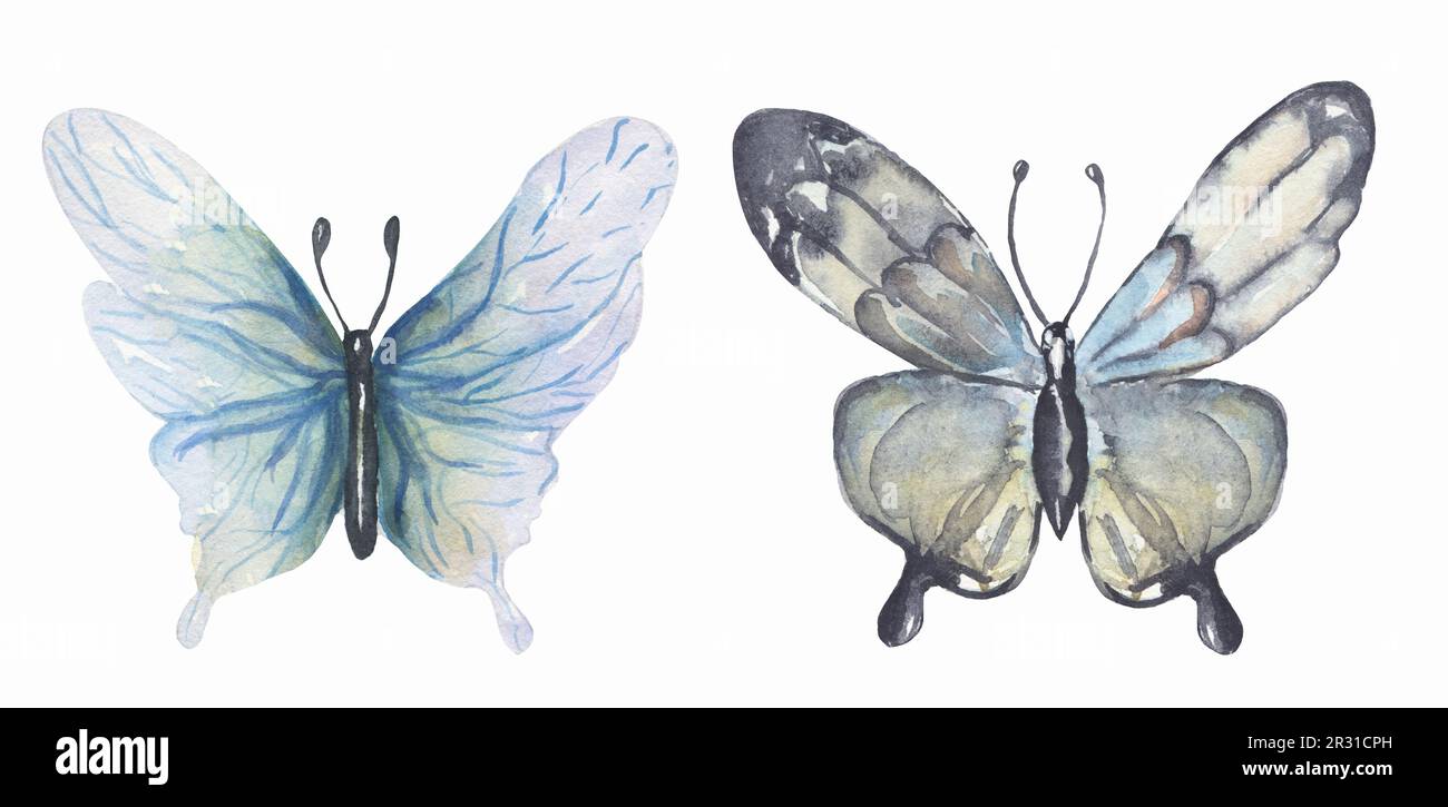 Watercolor butterfly illustration set, insect clipart, moth Stock Photo ...