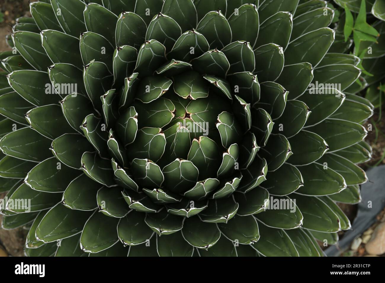 Beautiful green agave growing outdoors, top view. Succulent plant Stock ...