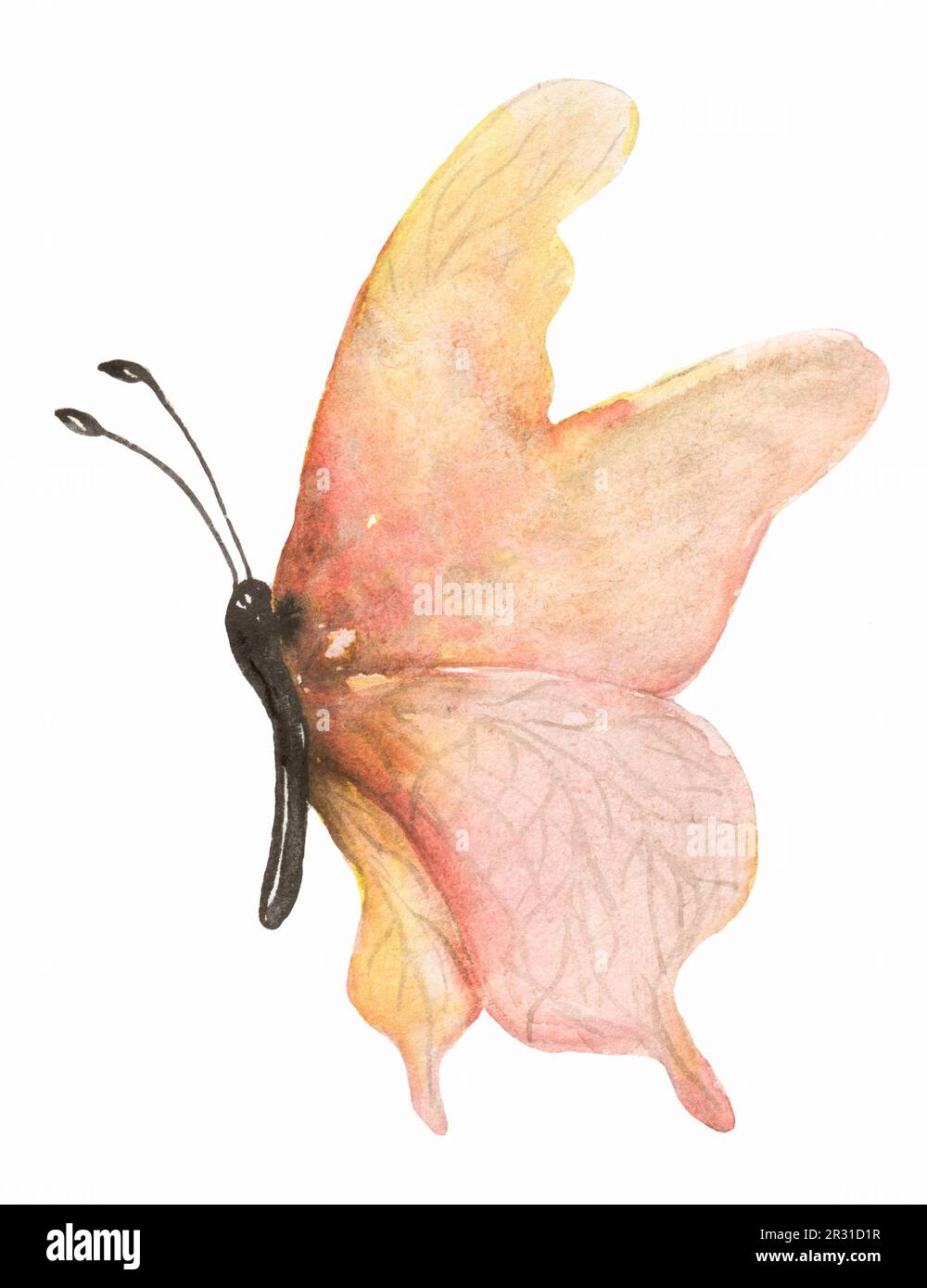 Watercolor butterfly illustration, insect clipart Stock Photo - Alamy