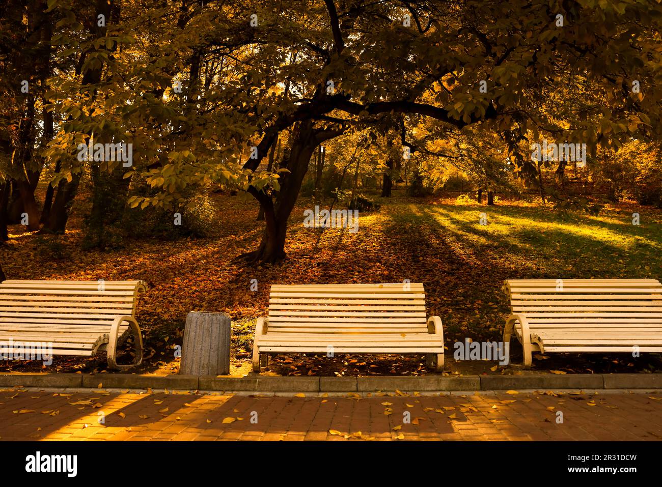 Beige wooden benches and yellowed trees in park Stock Photo - Alamy
