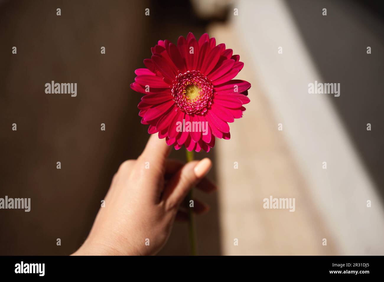 Hand giving a flower hi-res stock photography and images - Alamy