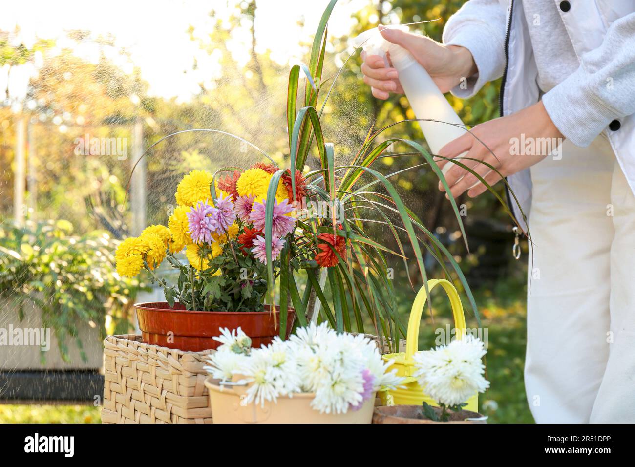 Woman spraying many different potted flowers with water in garden ...