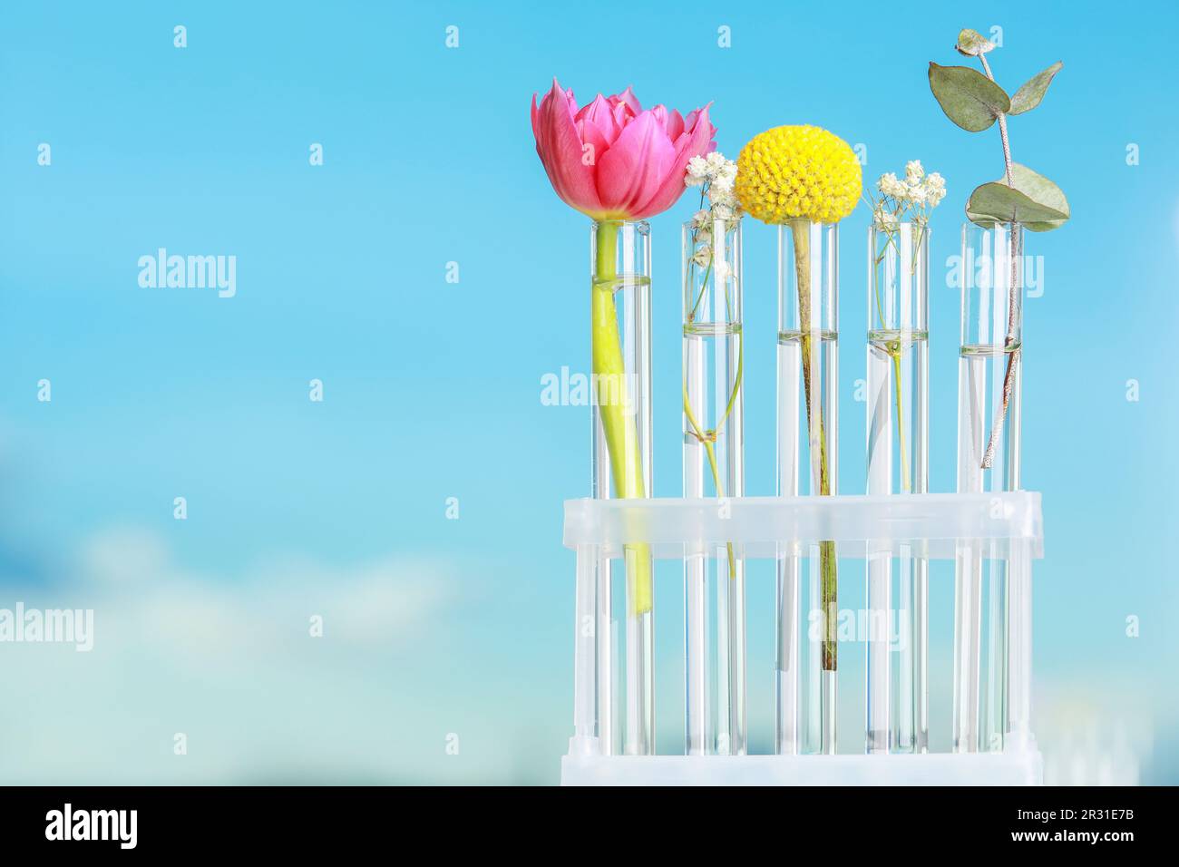 Test tubes plants flowers hi-res stock photography and images - Alamy