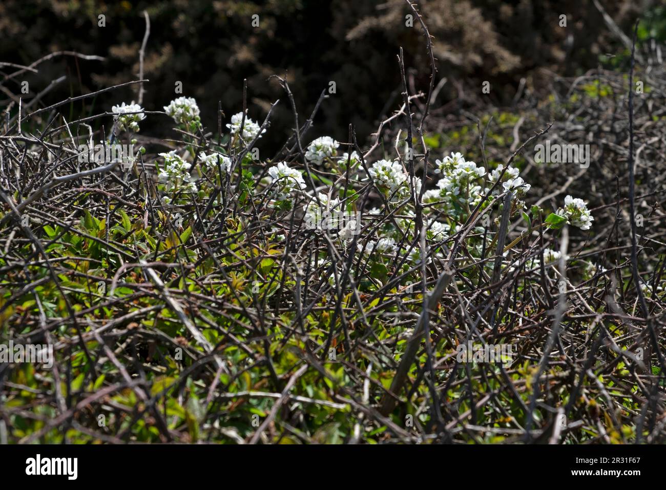 White wildflowers blooming in thorny blackthorn hedge on the Welsh ...