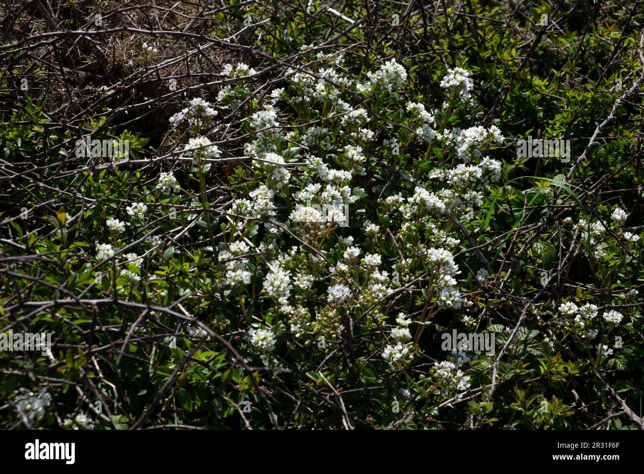 White wildflowers blooming in thorny blackthorn hedge on the Welsh ...