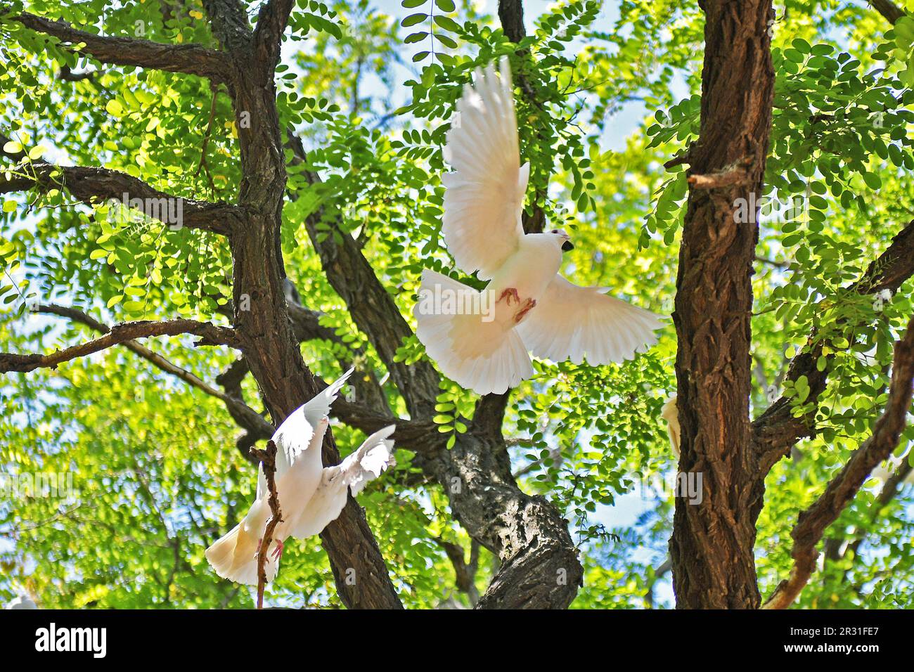 YANTAI, CHINA - MAY 22, 2023 - Pigeons are seen at a zoo in Yantai ...