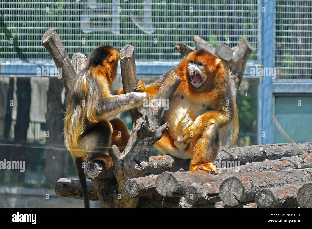 Golden snub nosed monkeys hi-res stock photography and images - Alamy