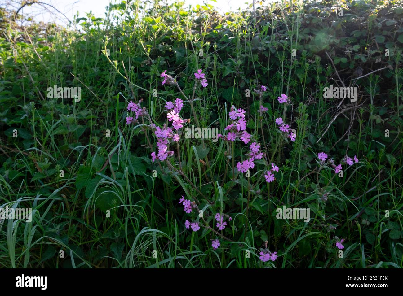 Red campion wildflowers growing in a grassy bank along a path leading ...