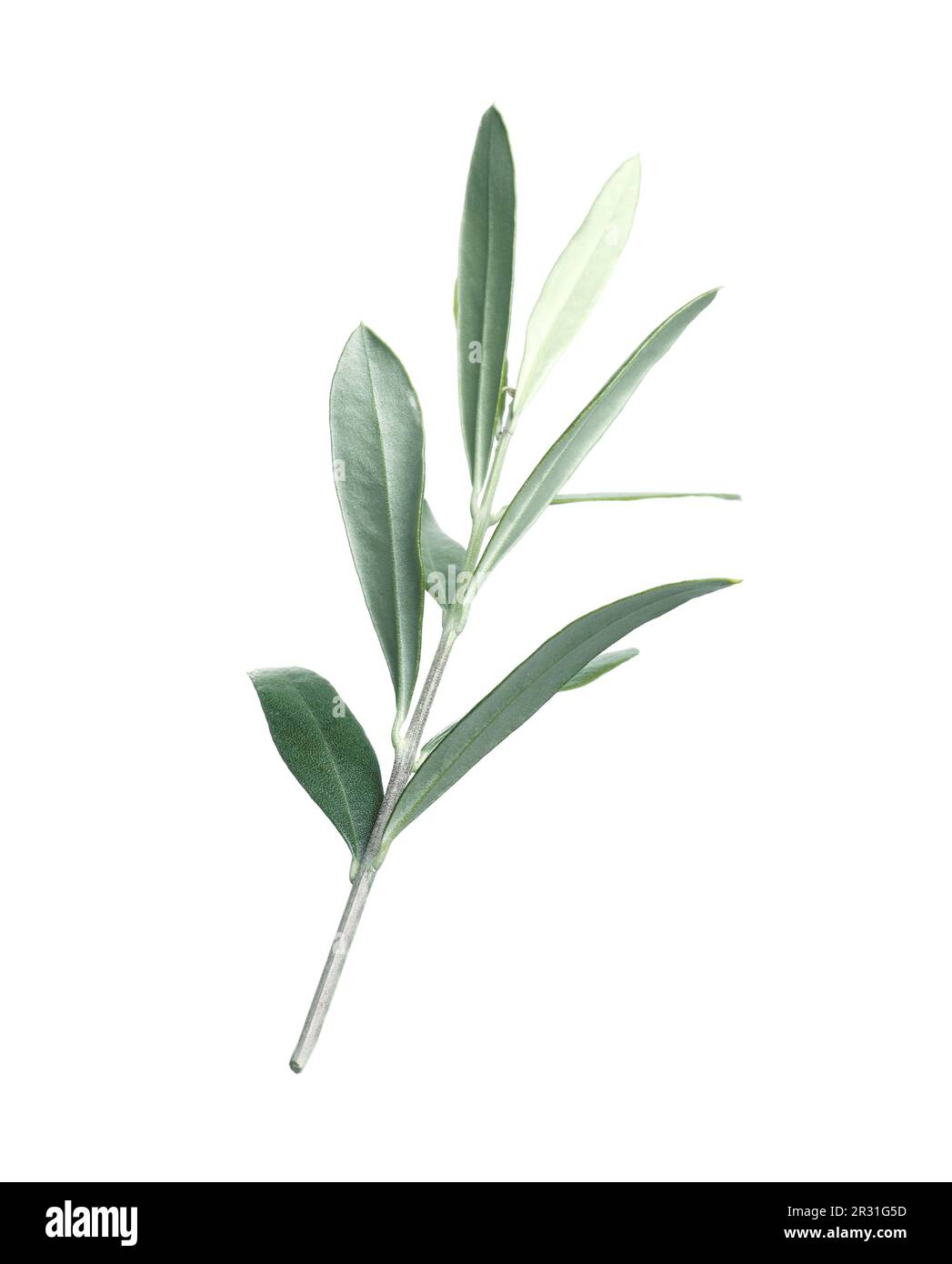 Olive twig with fresh green leaves on white background Stock Photo - Alamy