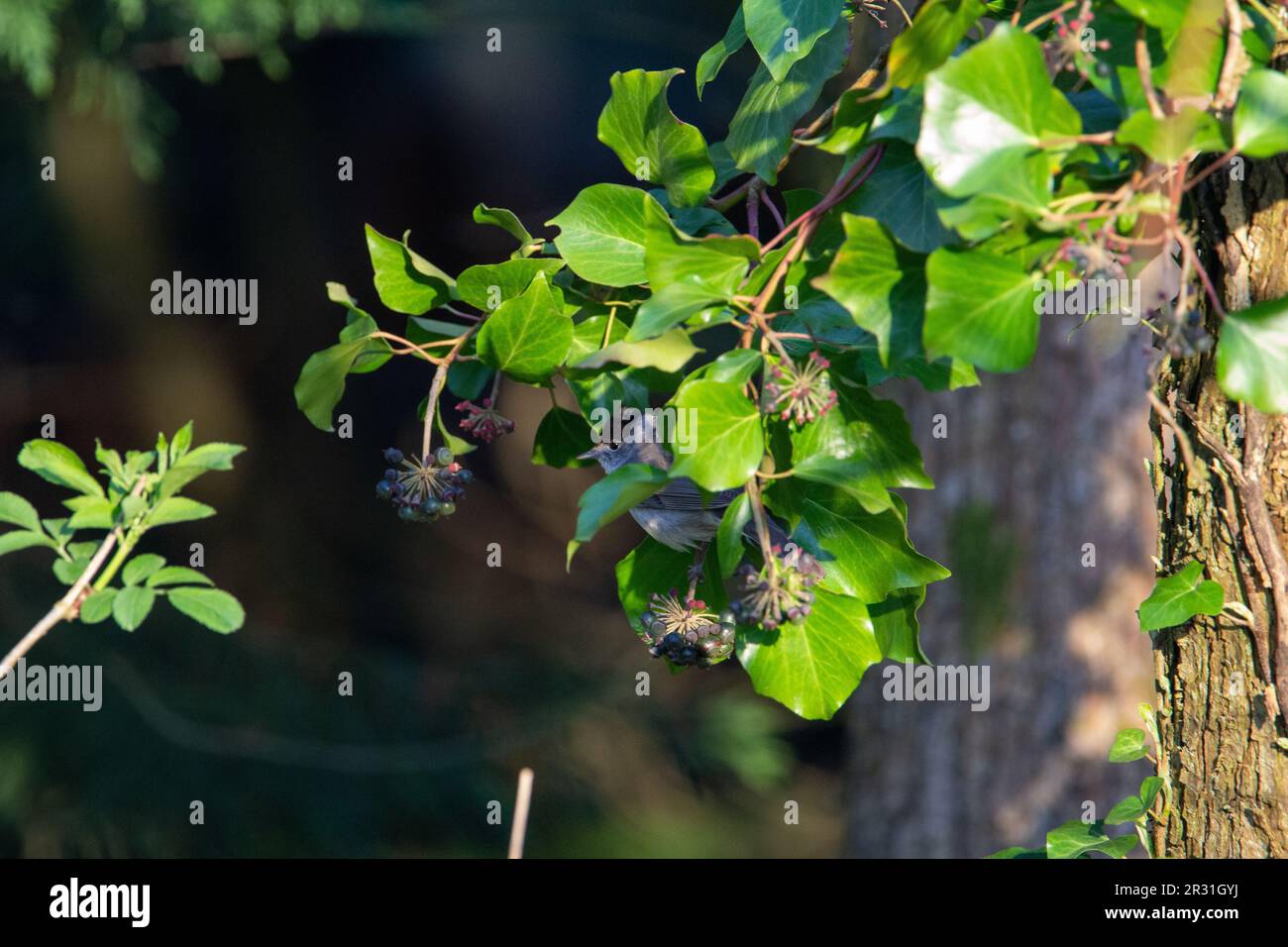 isolated on a natural green background English ivy (Hedera helix ...