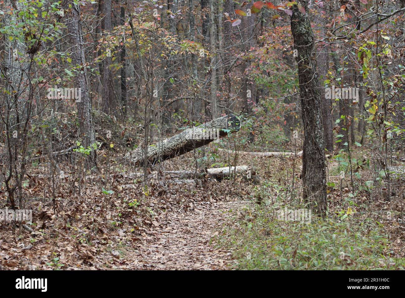 nature trail and woodland at the Ozark National Scenic Riverways ...