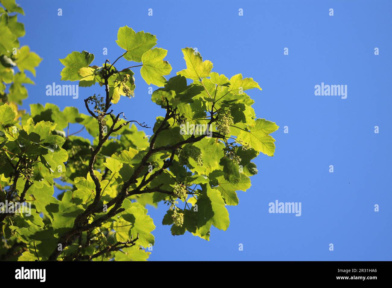 Pale green leaves hi-res stock photography and images - Alamy