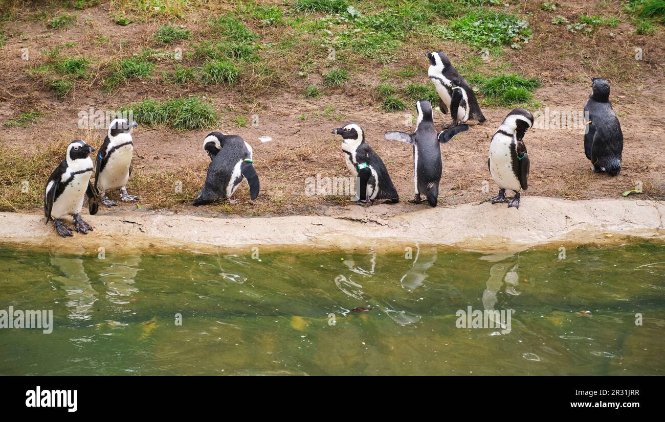 Group of penguins on lake shore in zoo Stock Photo - Alamy