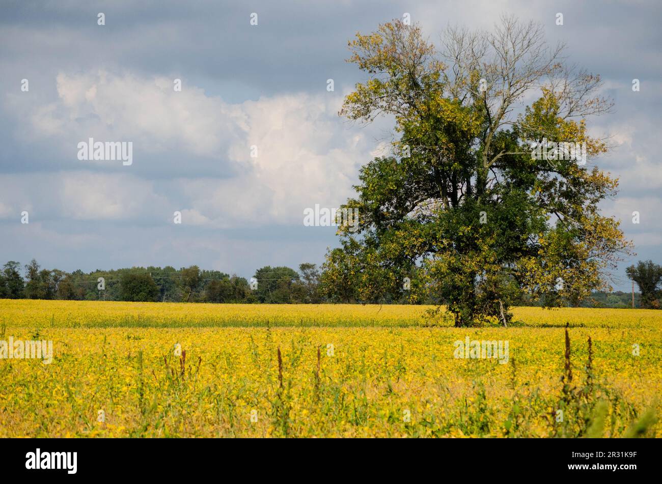 Tree in open field hi-res stock photography and images - Alamy