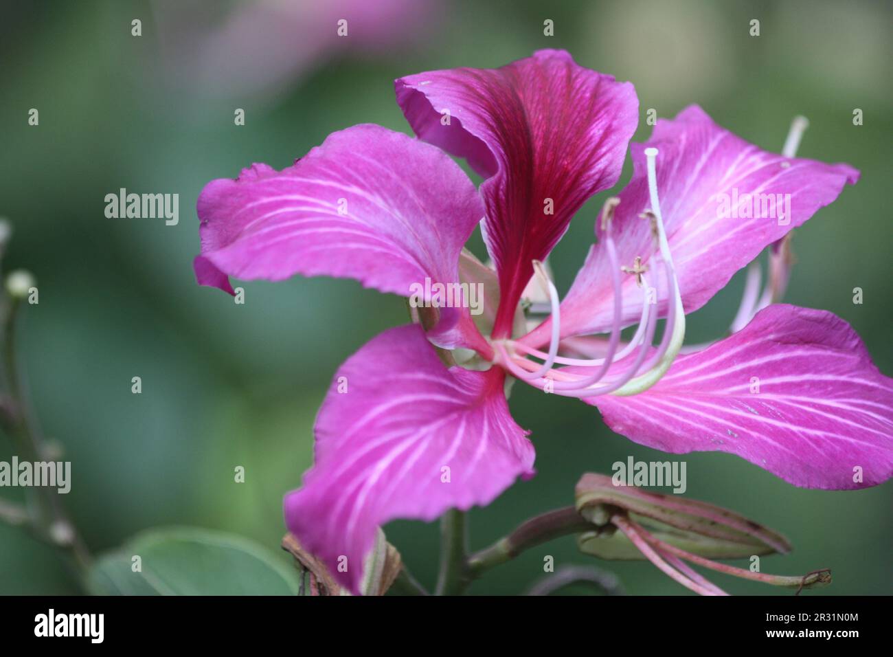 purple orchid tree flower (Bauhinia variegata) isolated on a natural ...