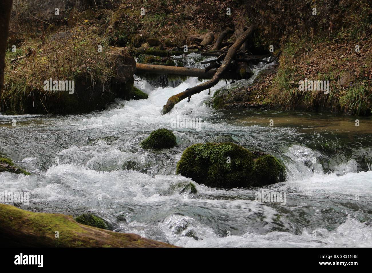 rapid creek in winter with fallen trees and leaves at Greer Spring ...