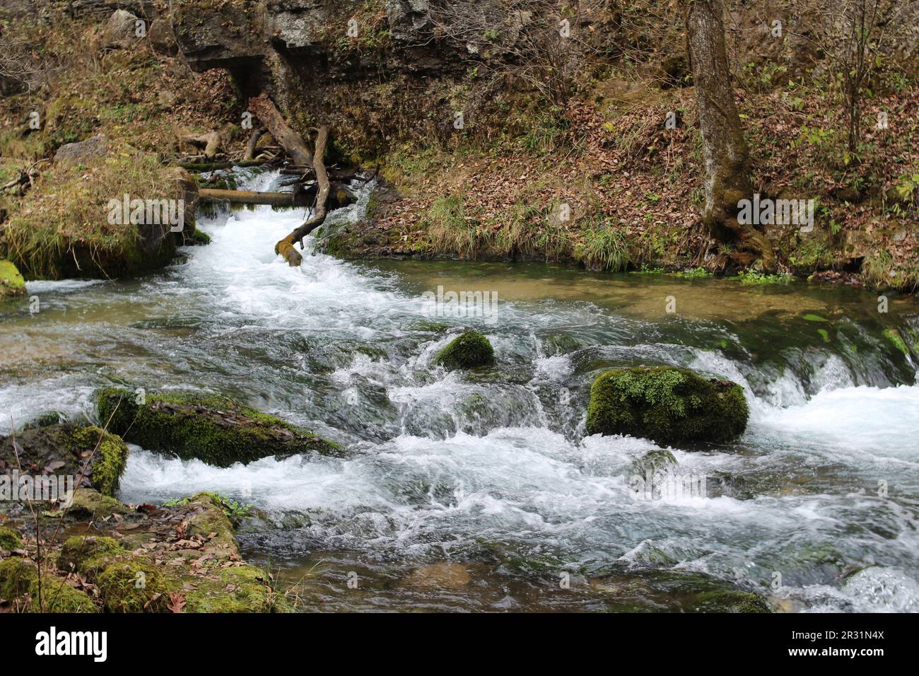 rapid creek in winter with fallen trees and leaves at Greer Spring ...