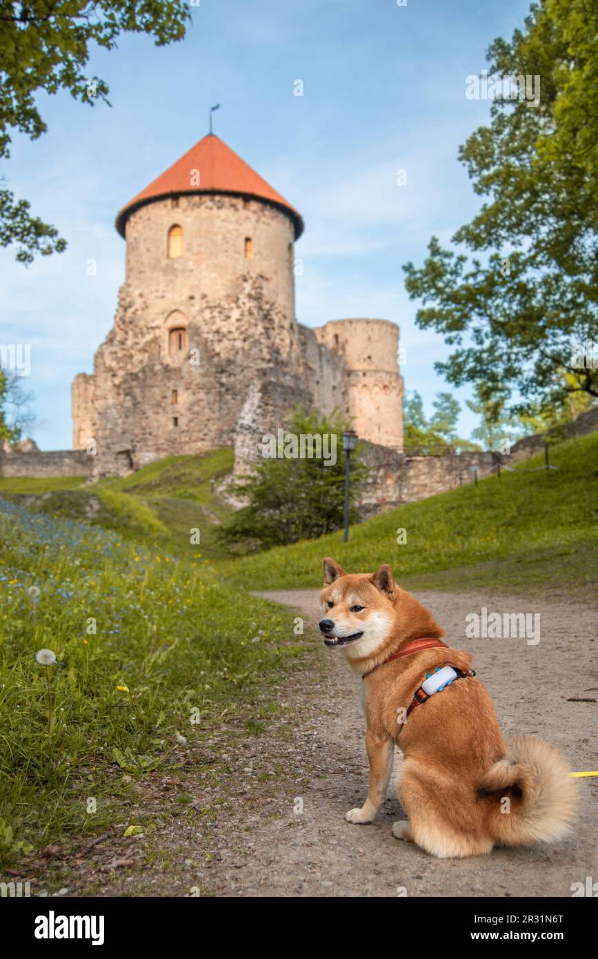 Shiba inu dos is sitting in front of Medieval Livonian castle tower in ...