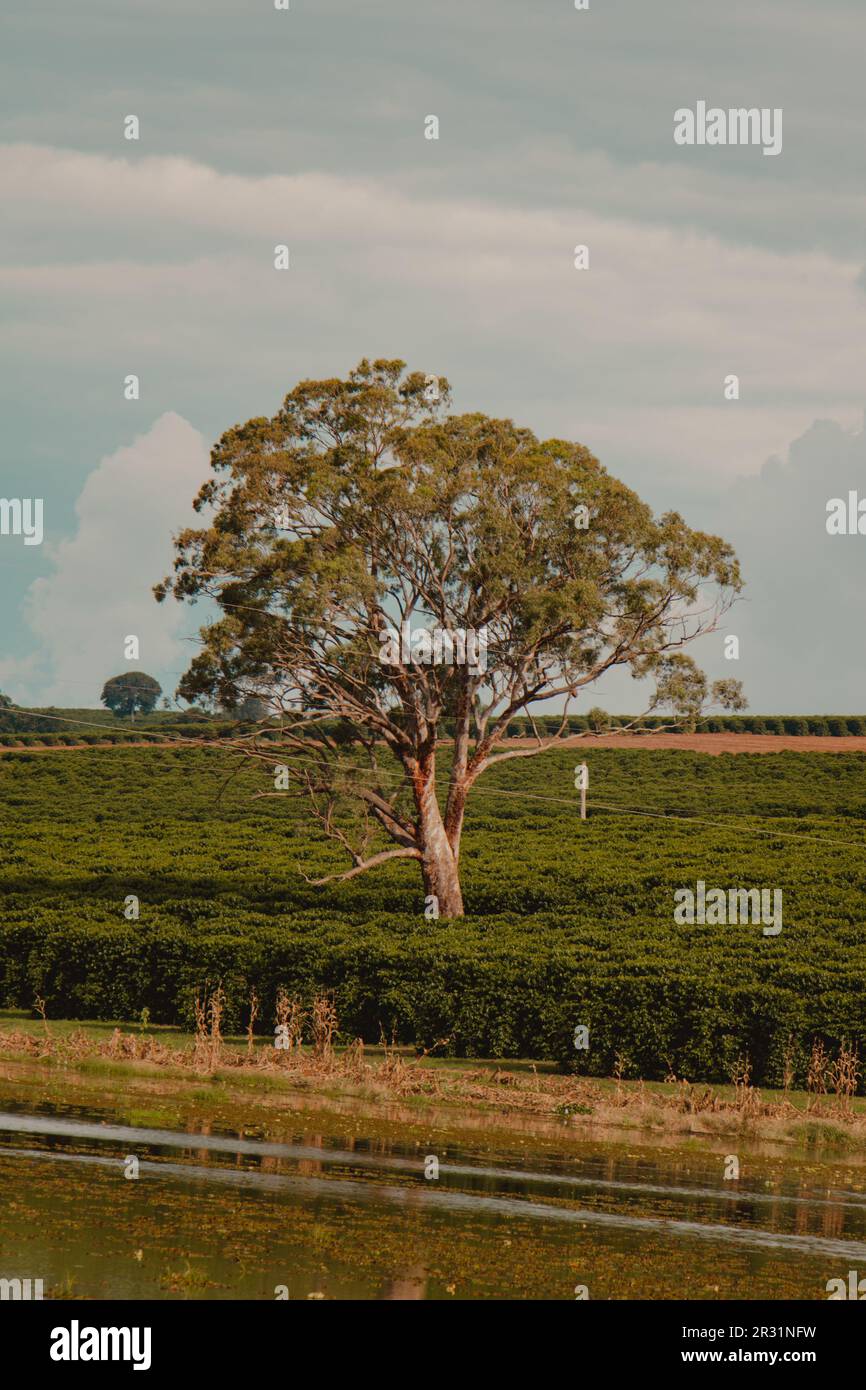 imposing tree in the middle of the plantation field Stock Photo - Alamy