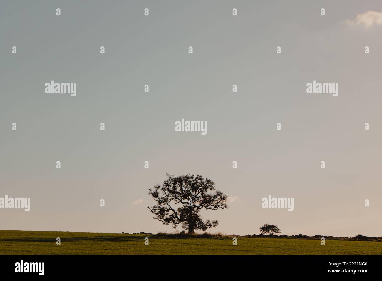 Only tree in landscape hi-res stock photography and images - Alamy