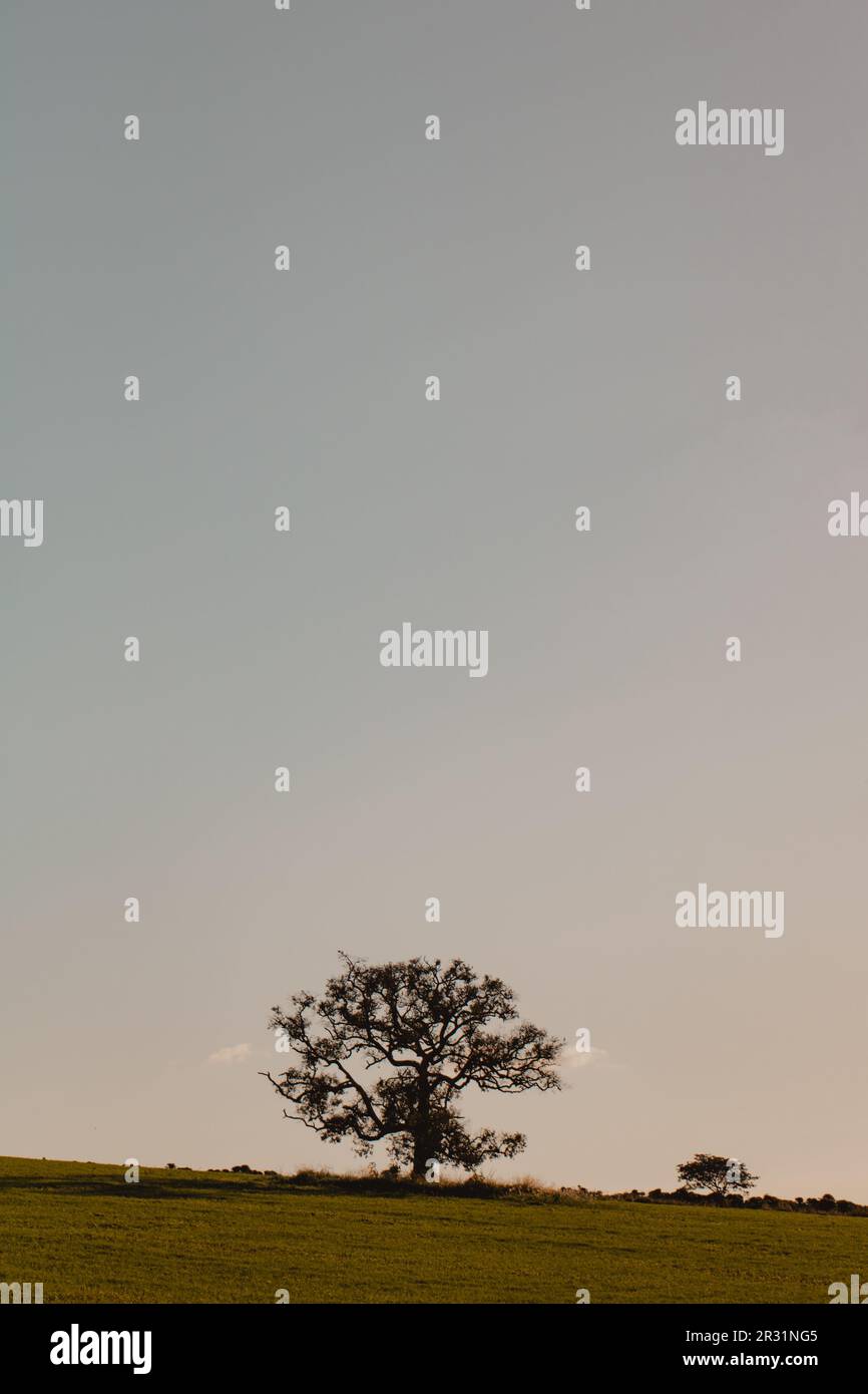 Only tree in landscape hi-res stock photography and images - Alamy