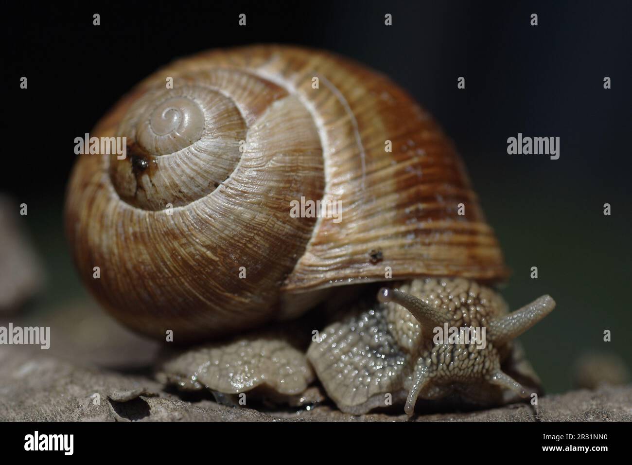 Team of snails hi-res stock photography and images - Alamy