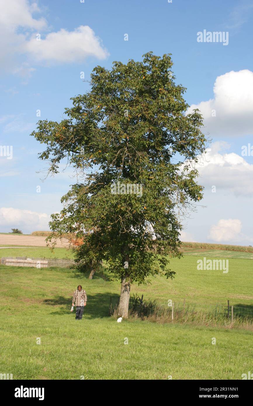 The walnut tree Stock Photo - Alamy