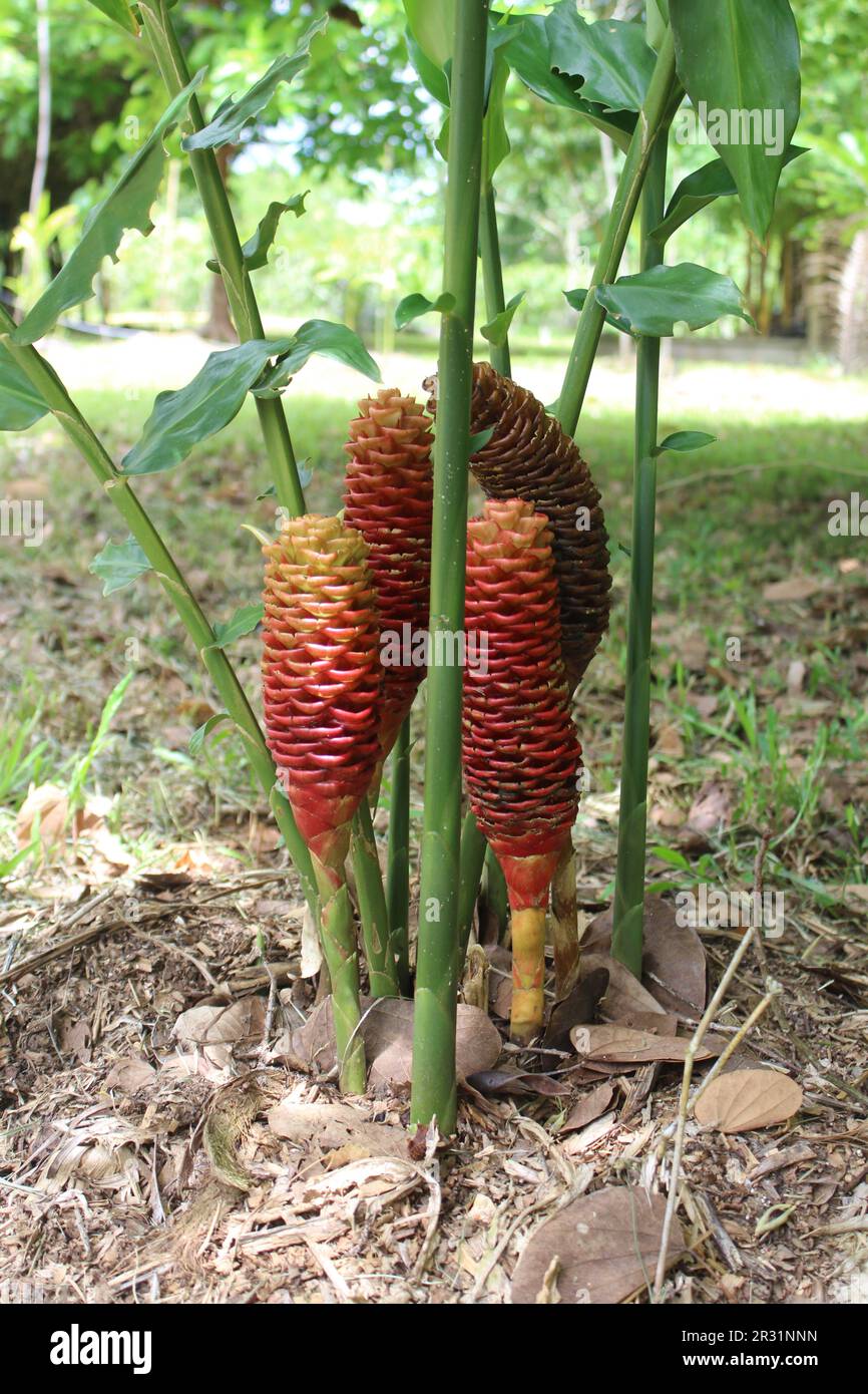 Beehive ginger zingiber spectabile hi-res stock photography and images ...