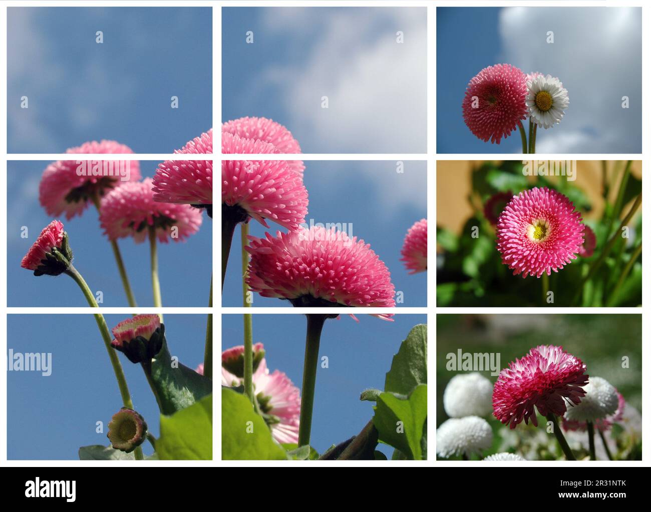 Spring collage hi-res stock photography and images - Alamy