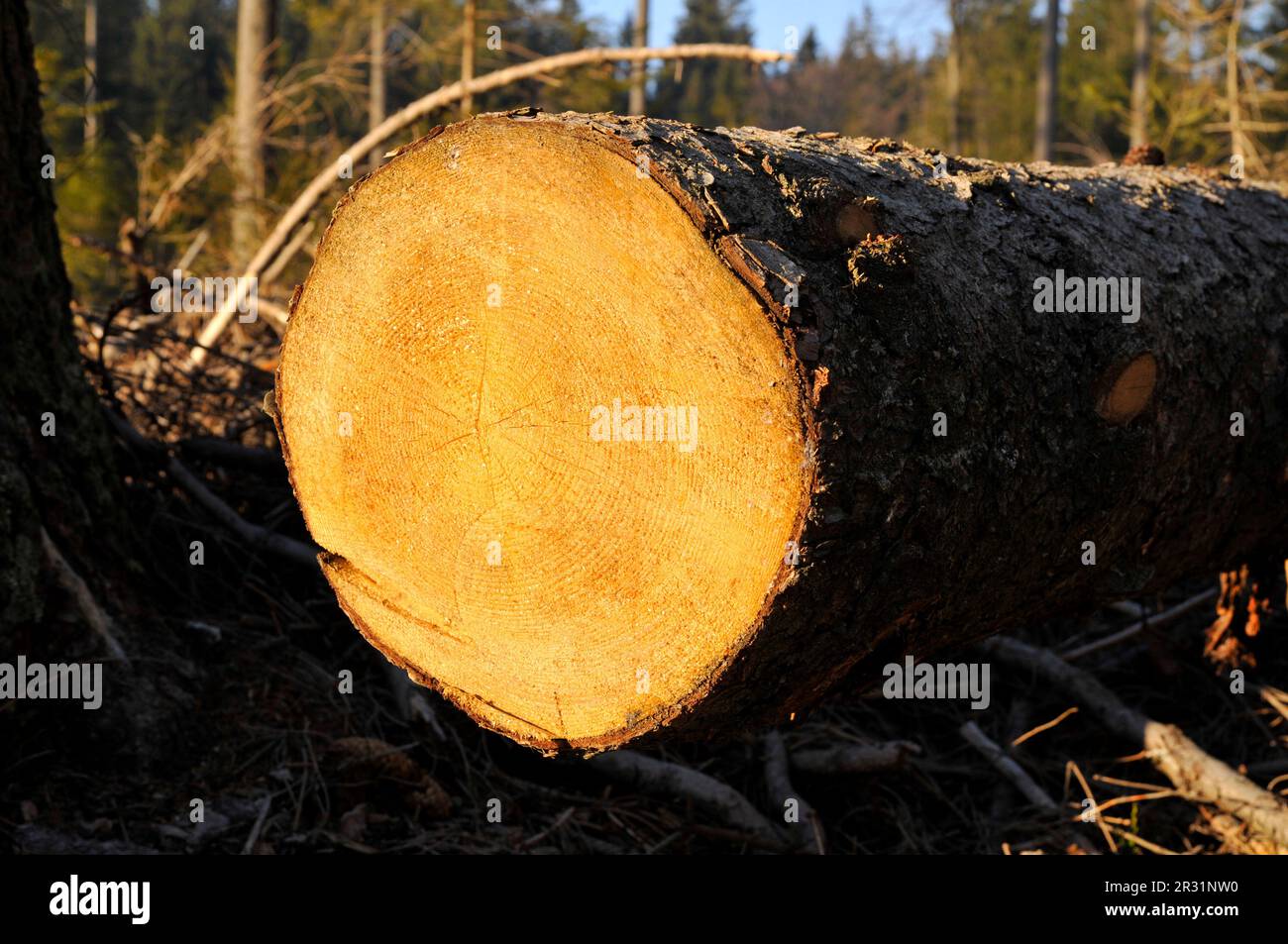 Wood from the forest Stock Photo - Alamy