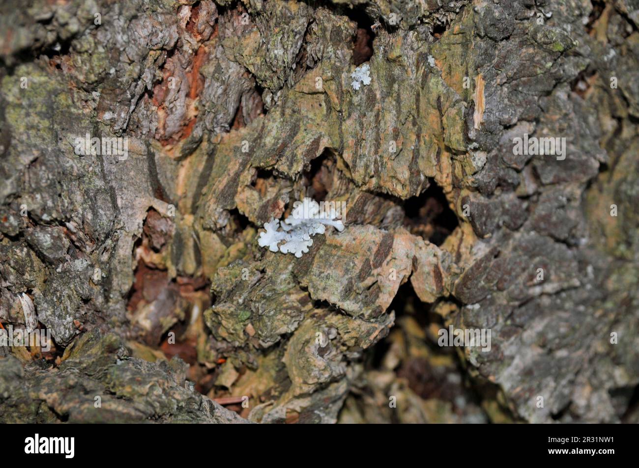 Rinde hi-res stock photography and images - Alamy