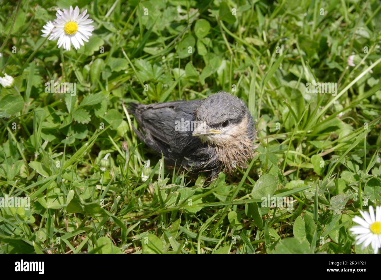 Baby nuthatch hi-res stock photography and images - Alamy