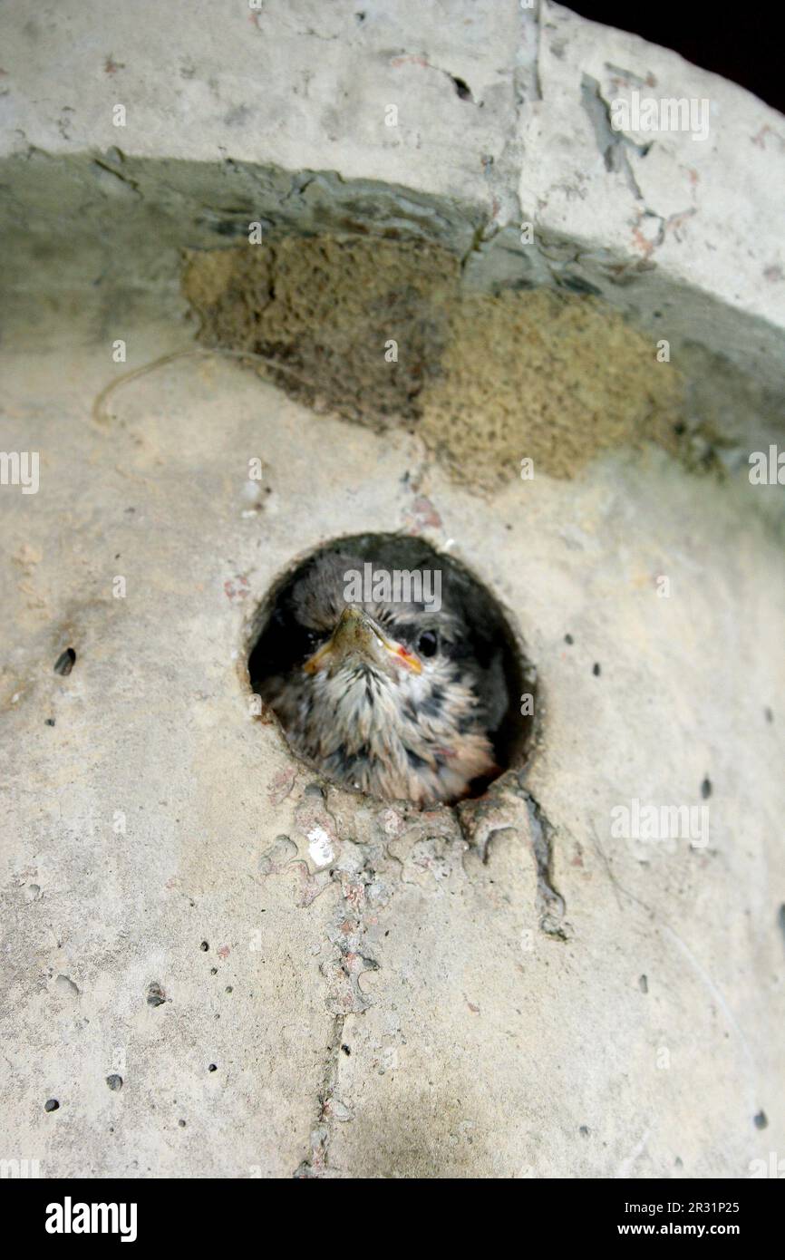 Baby nuthatch hi-res stock photography and images - Alamy