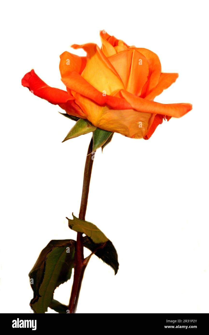 Spanish rose hi-res stock photography and images - Alamy