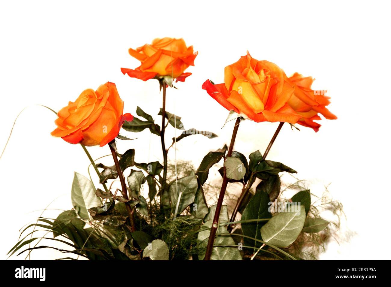 Flamenco rose hi-res stock photography and images - Alamy