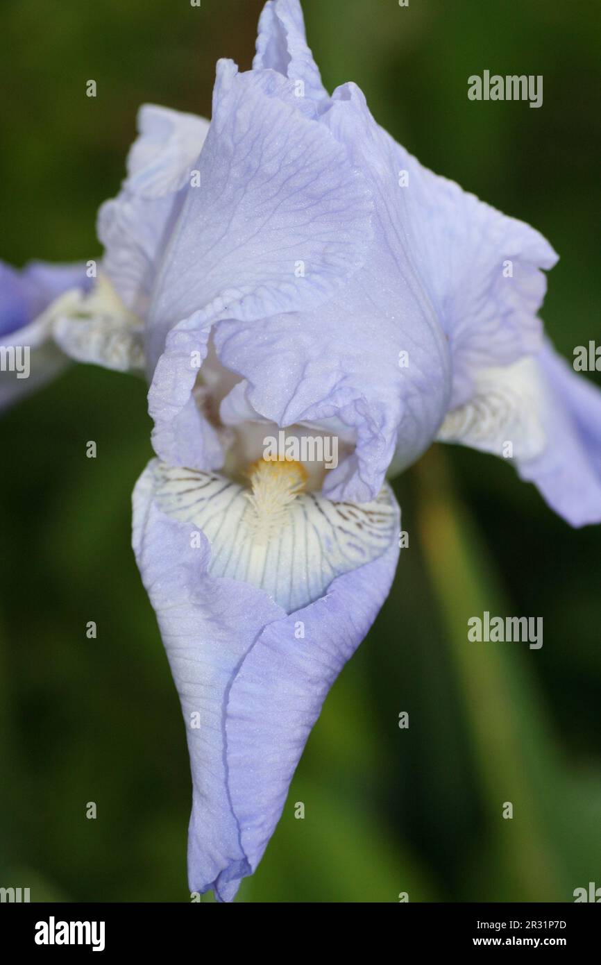 Bartiris hi-res stock photography and images - Alamy