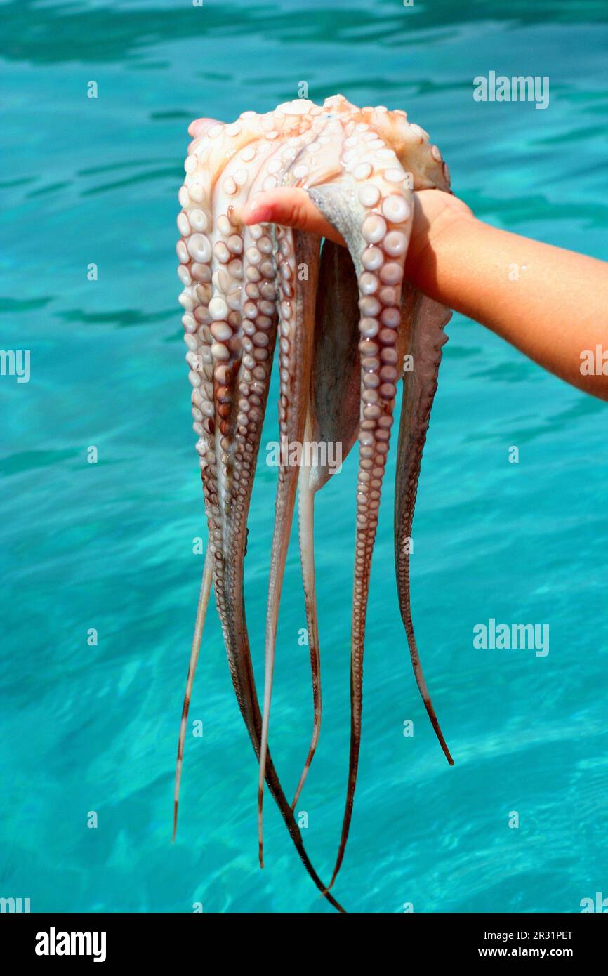 Catch squid hi-res stock photography and images - Alamy