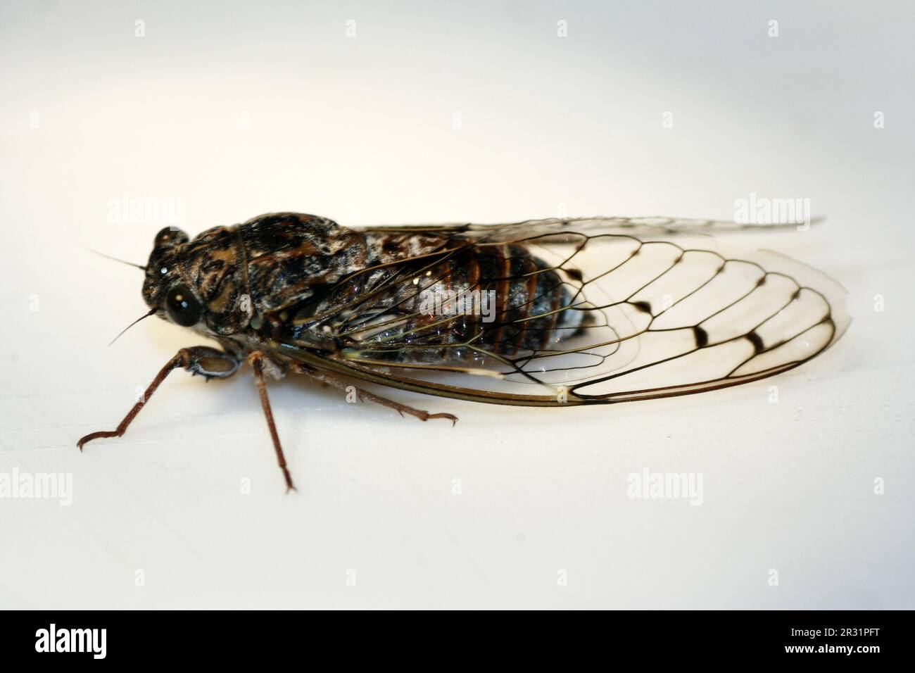 Cicada greece hi-res stock photography and images - Alamy