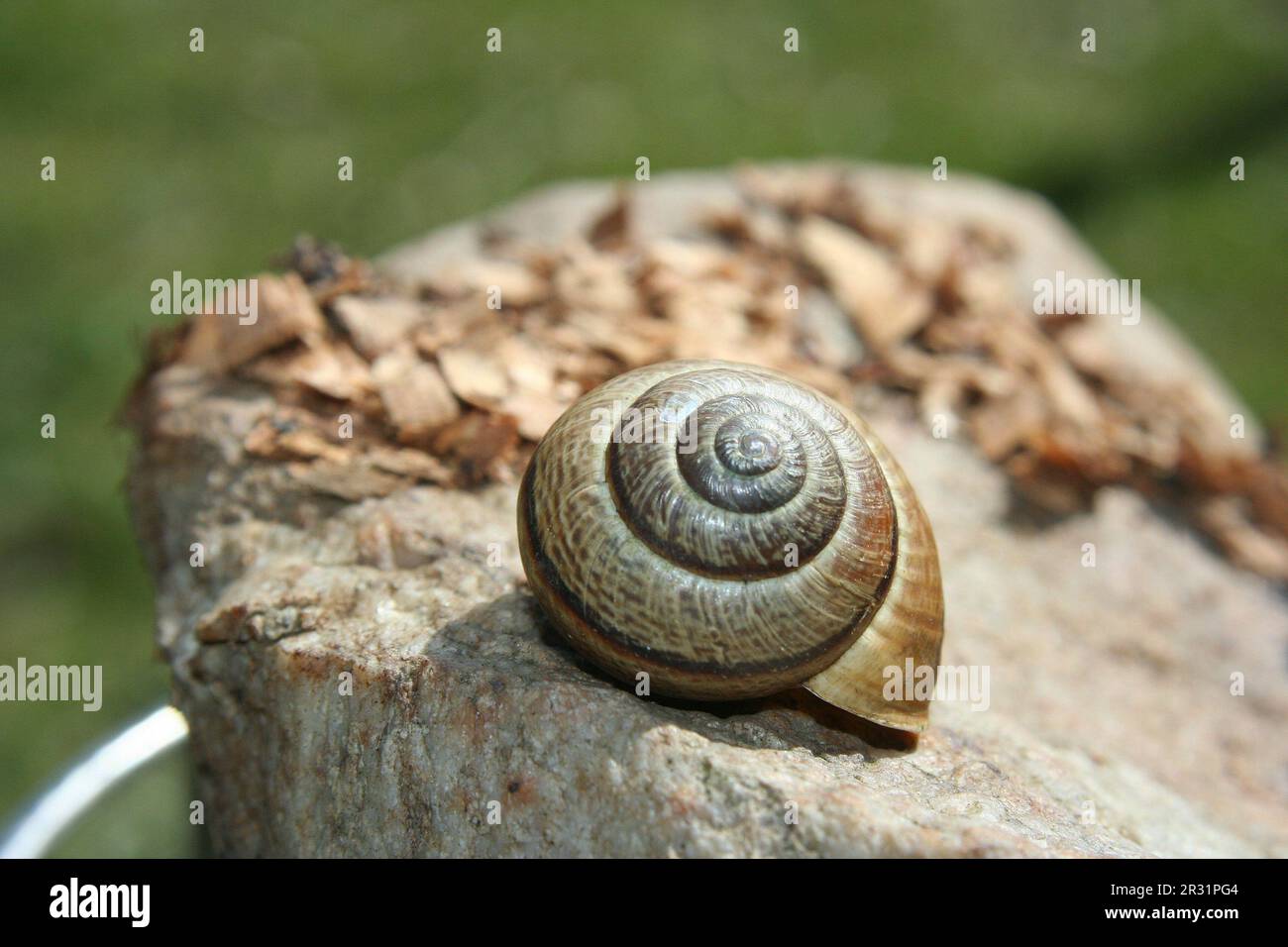 Snail shell detail hi-res stock photography and images - Alamy