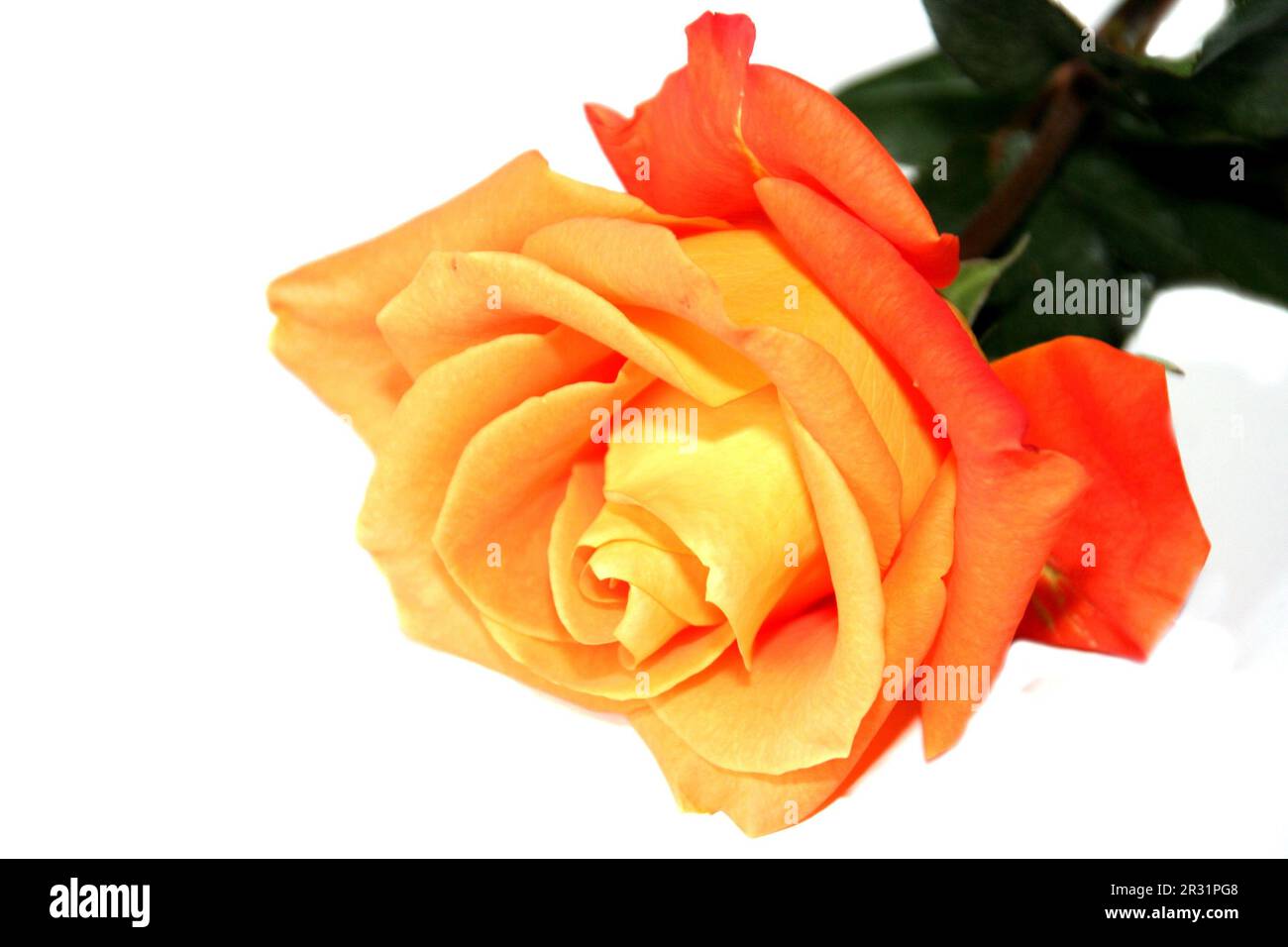 Flamenco rose hi-res stock photography and images - Alamy