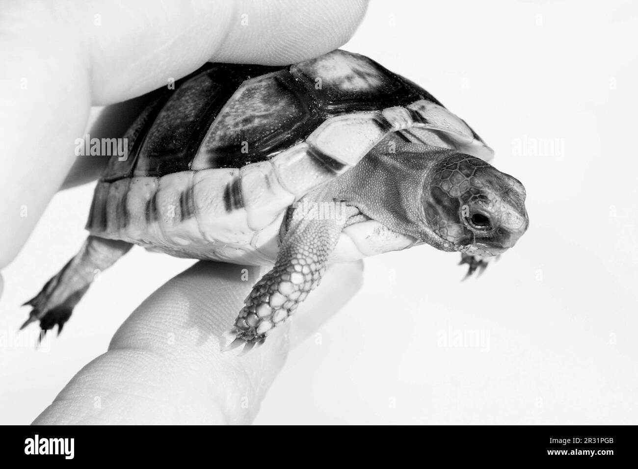 Tortoise shell pattern Black and White Stock Photos & Images - Alamy