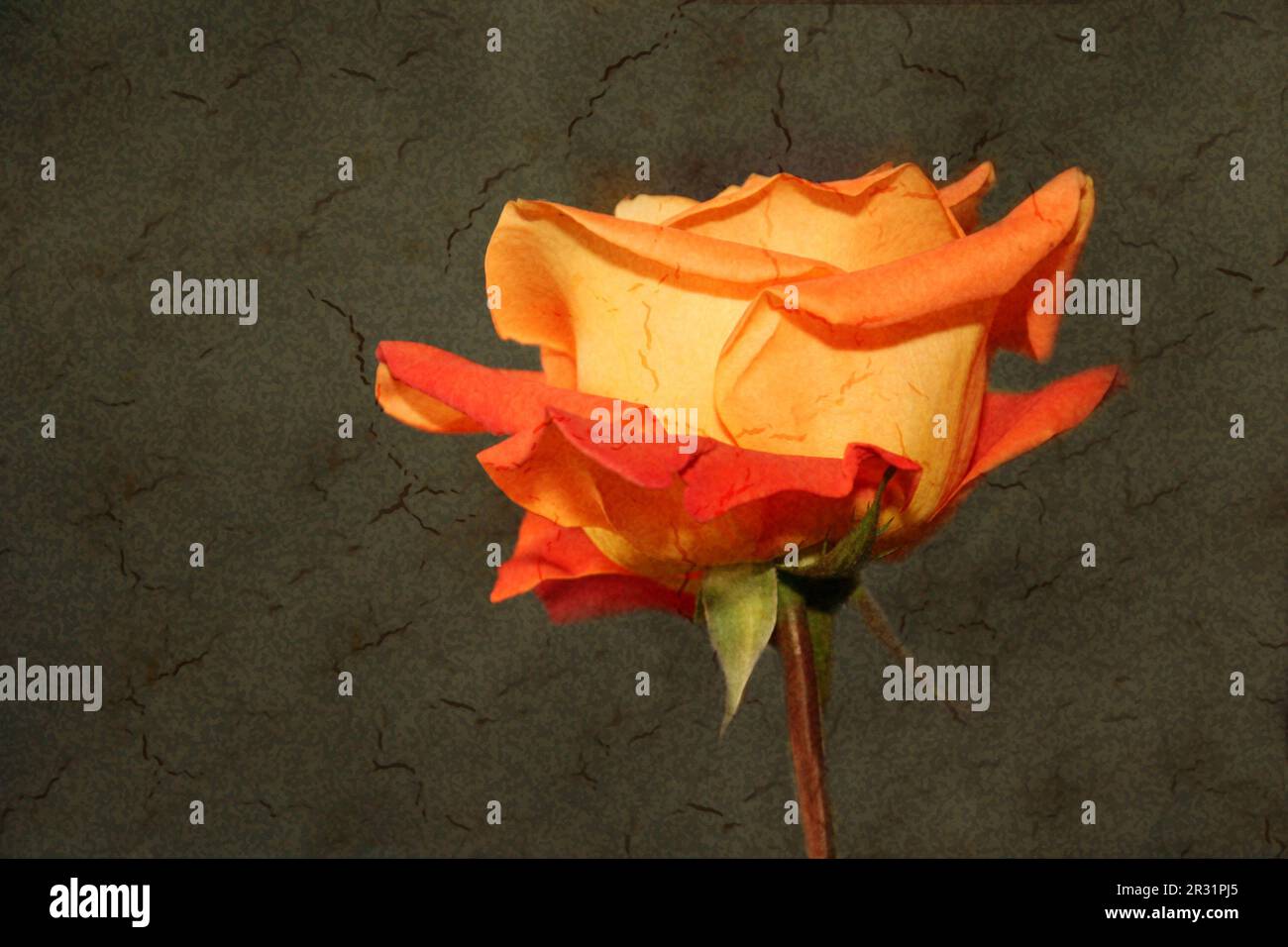 Spanish rose hi-res stock photography and images - Alamy