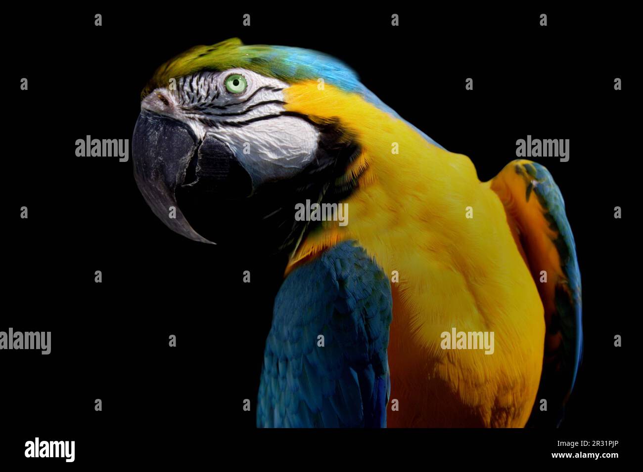 Closeup yellow chested bird hi-res stock photography and images - Alamy